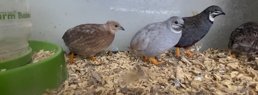Button Quail Hatching Eggs - Rare Colors Chinese Painted - Buy Online ...