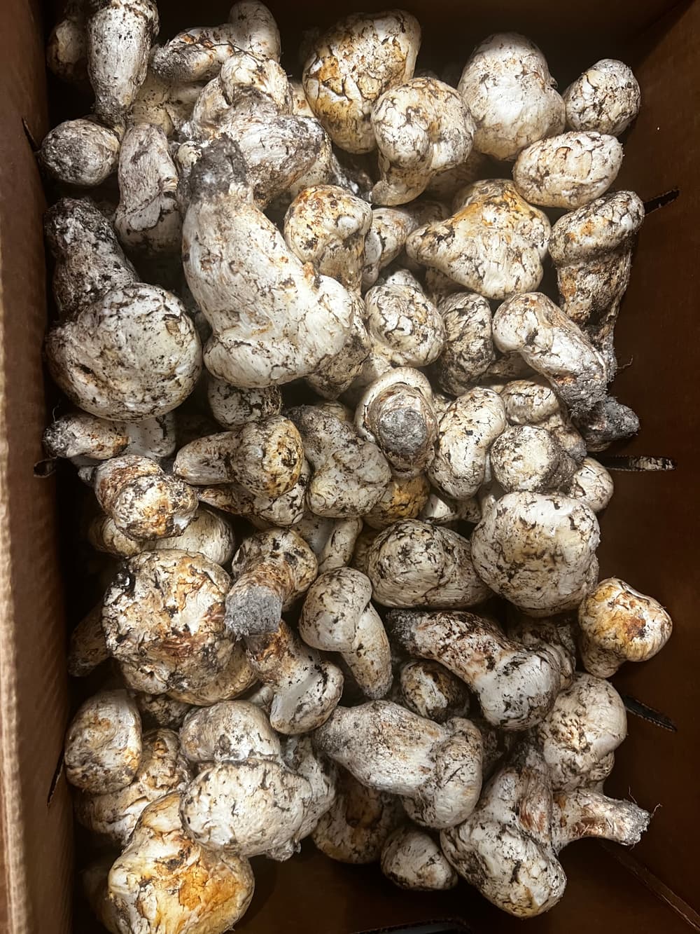 5lb Fresh Matsutake “Pine” Mushrooms Grade 1 - Buy Online | Foraged
