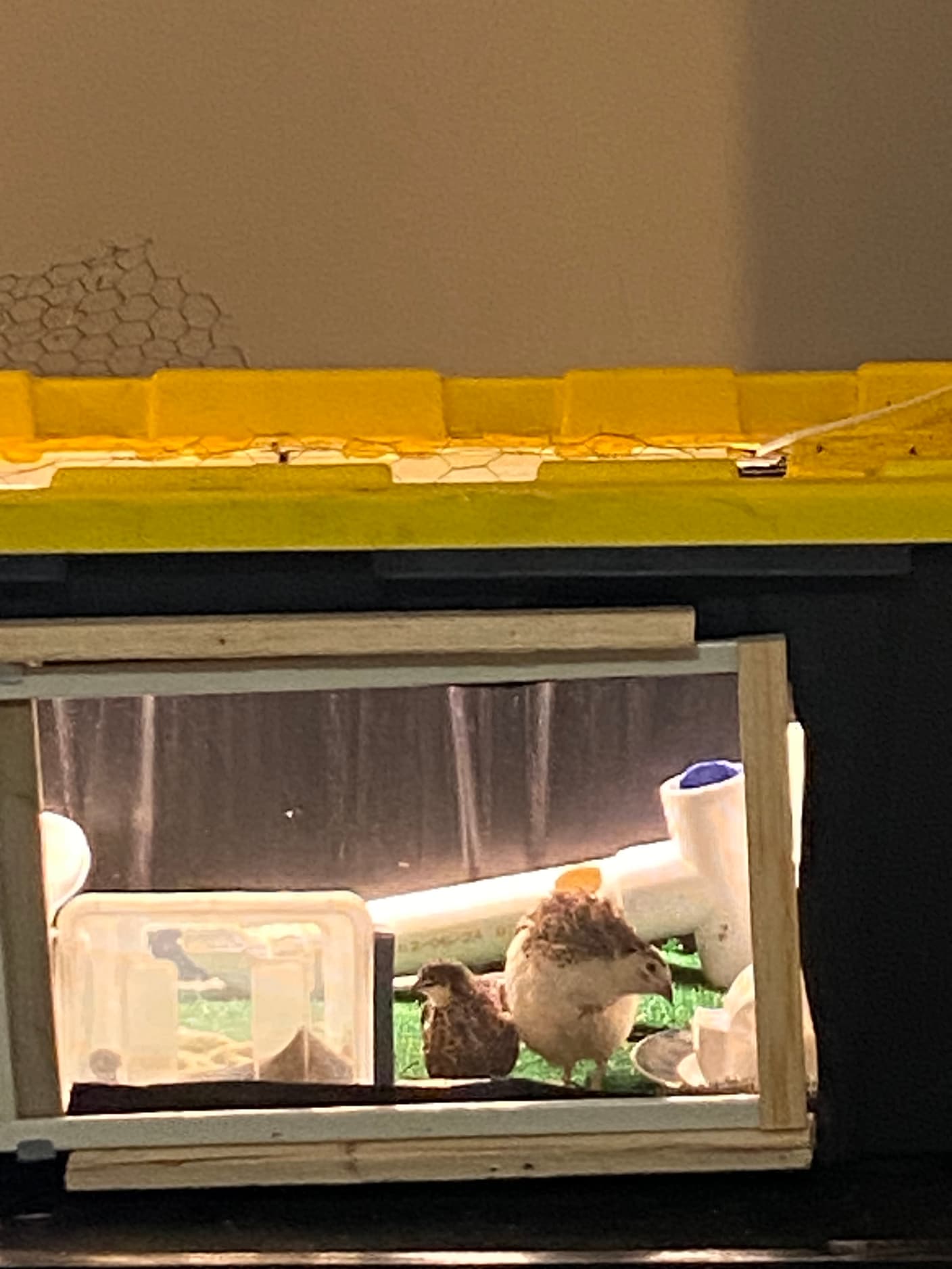 Button Quail Hatching Eggs - Rare Colors Chinese Painted - Buy Online ...