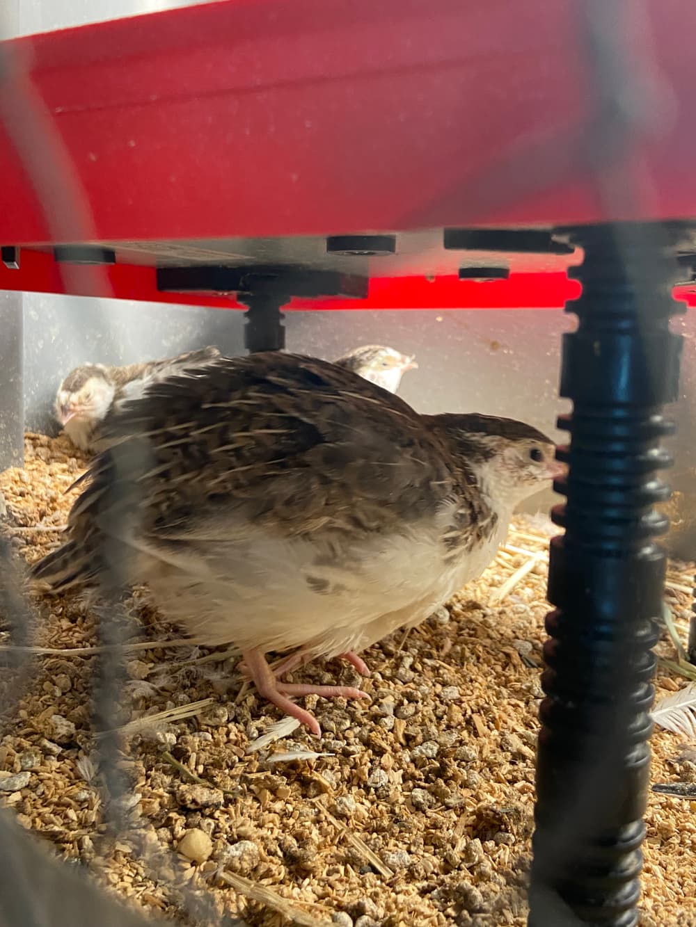 12 Celadon Quail Hatching Eggs - Blue Egg Layers! - Buy Online | Foraged