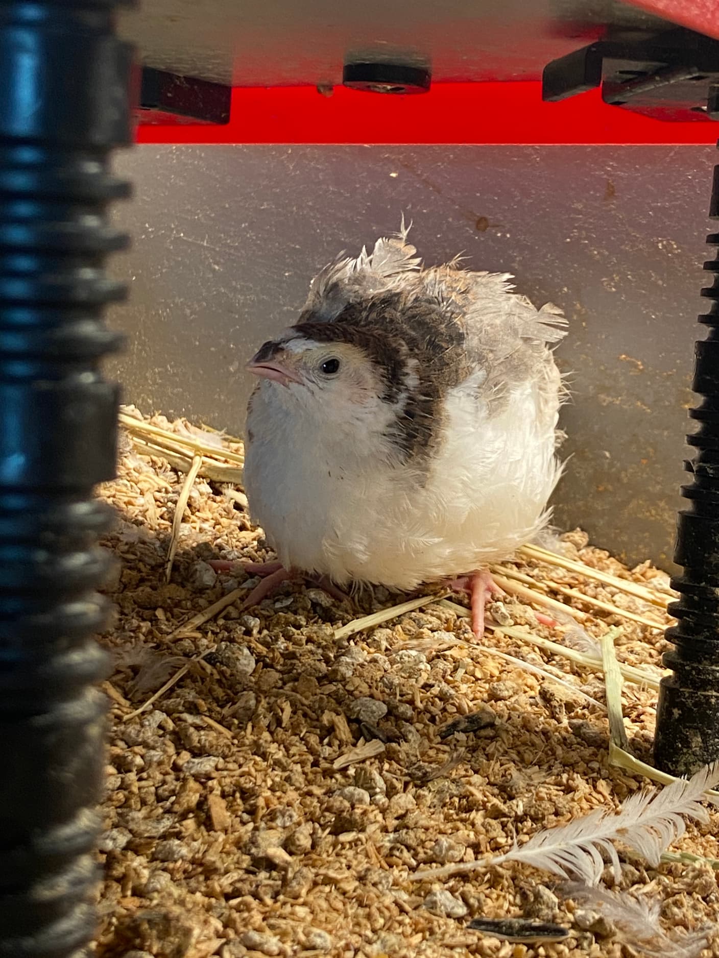 12 Celadon Quail Hatching Eggs - Blue Egg Layers! - Buy Online | Foraged
