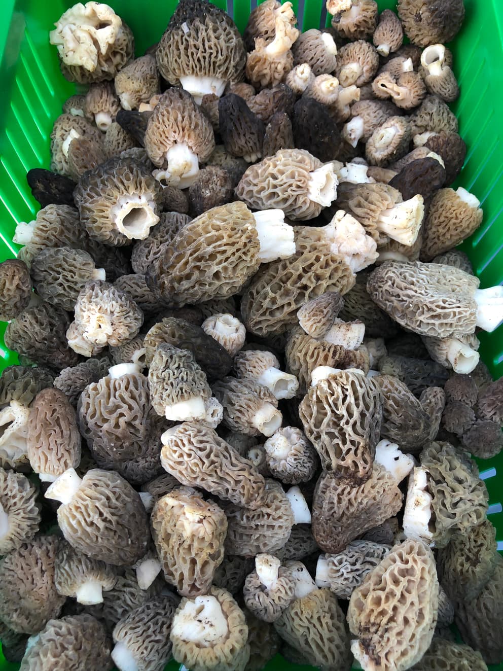 Dried Morels - Wild Oregon Harvest 2026 - Buy Online | Foraged
