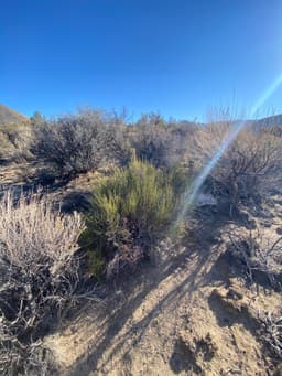 1 lb Wild Foraged Fresh Cut California Mormon Tea (Brigham, Indian Tea ...