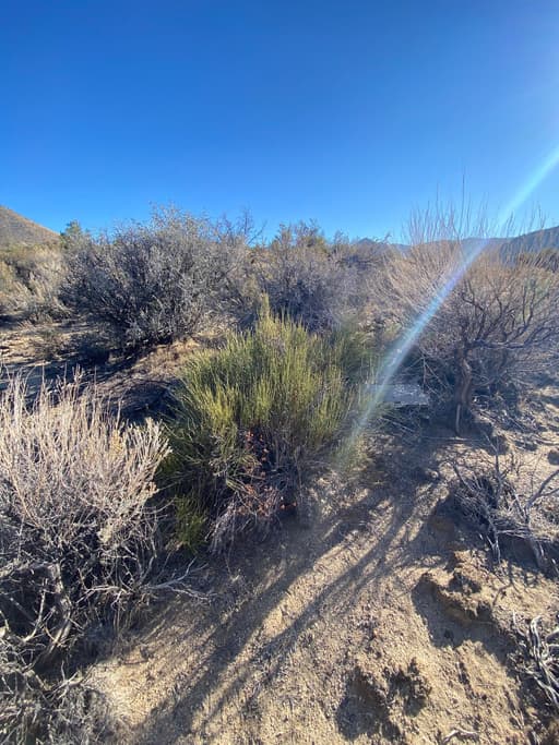 1 lb Wild Foraged Fresh Cut California Mormon Tea (Brigham, Indian Tea ...