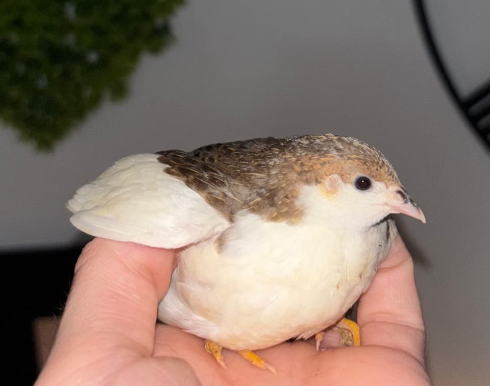Button Quail Hatching Eggs - Rare Colors Chinese Painted - Buy Online ...