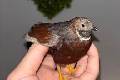 Button Quail Hatching Eggs - Rare Colors Chinese Painted - Buy Online ...