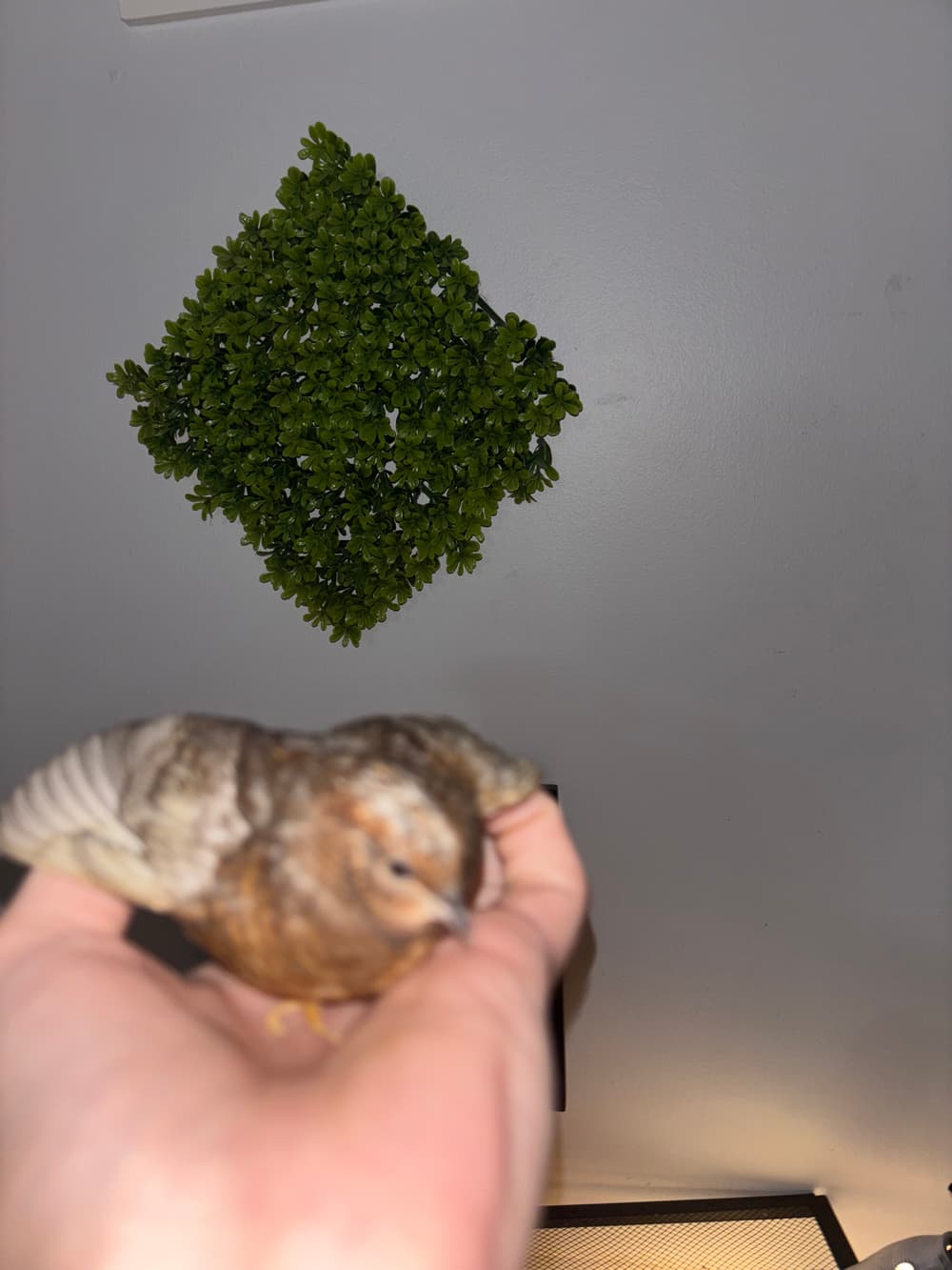 Button Quail Hatching Eggs - Rare Colors Chinese Painted - Buy Online ...