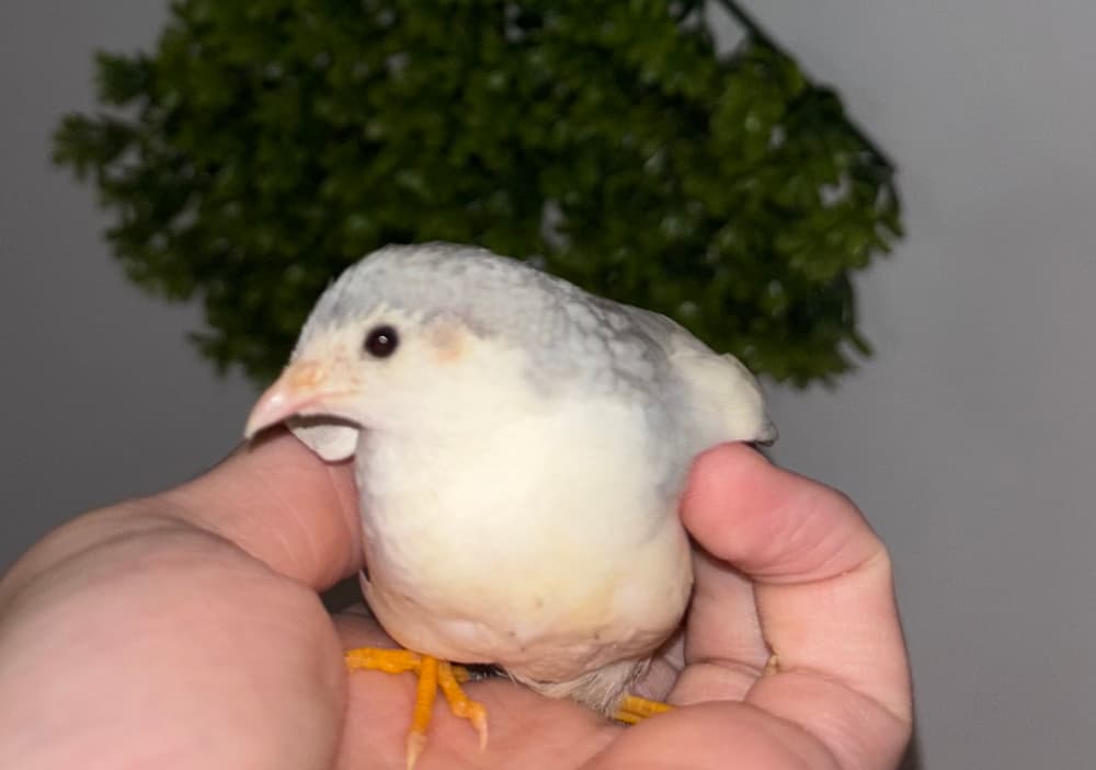 Button Quail Hatching Eggs - Rare Colors Chinese Painted - Buy Online ...