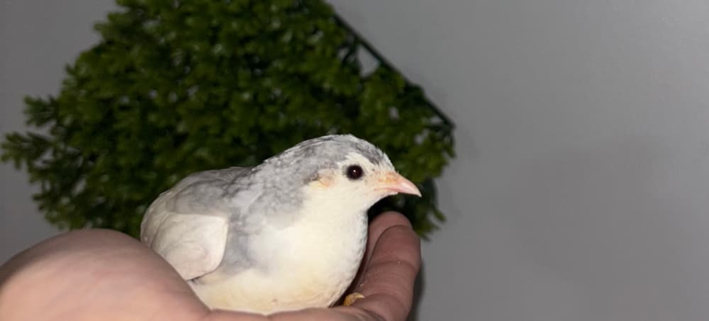 Button Quail Hatching Eggs - Rare Colors Chinese Painted - Buy Online ...