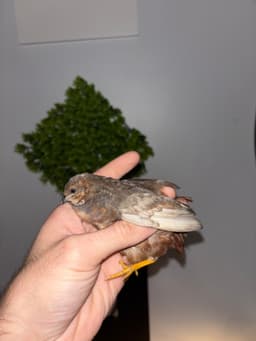 Button Quail Hatching Eggs - Rare Colors Chinese Painted - Buy Online ...