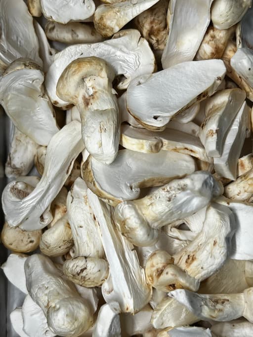 Freeze Dried Matsutake Mushrooms Garde #1 small - Buy Online | Foraged