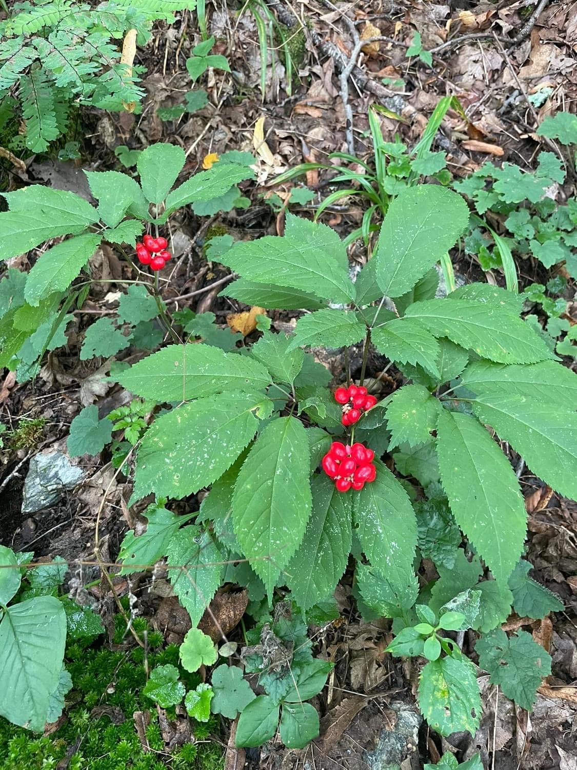 Vermont Wild American Ginseng root Extract 1fl Oz dropper - Buy Online ...