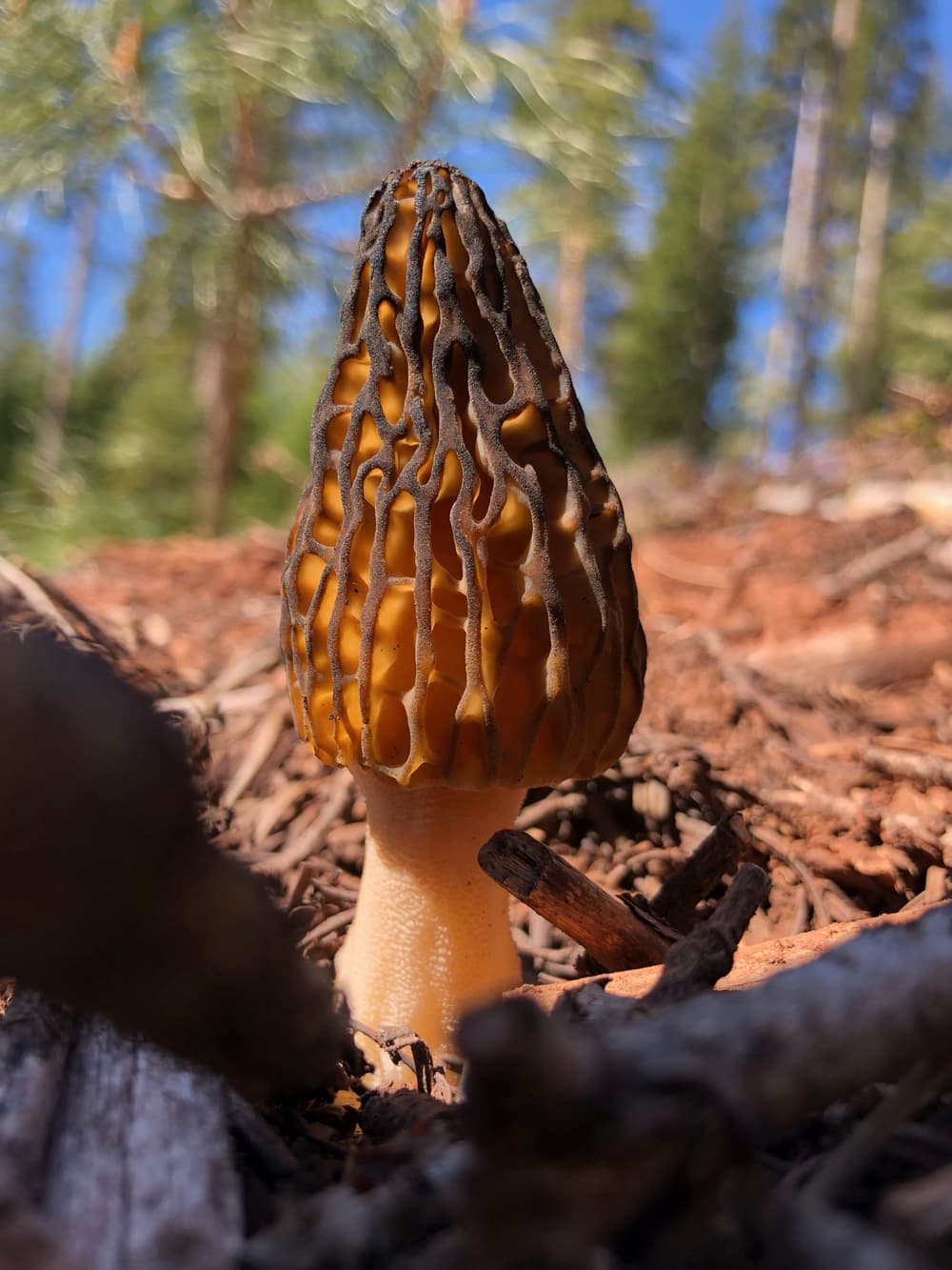 Dried Morels - Wild Oregon Harvest 2026 - Buy Online | Foraged