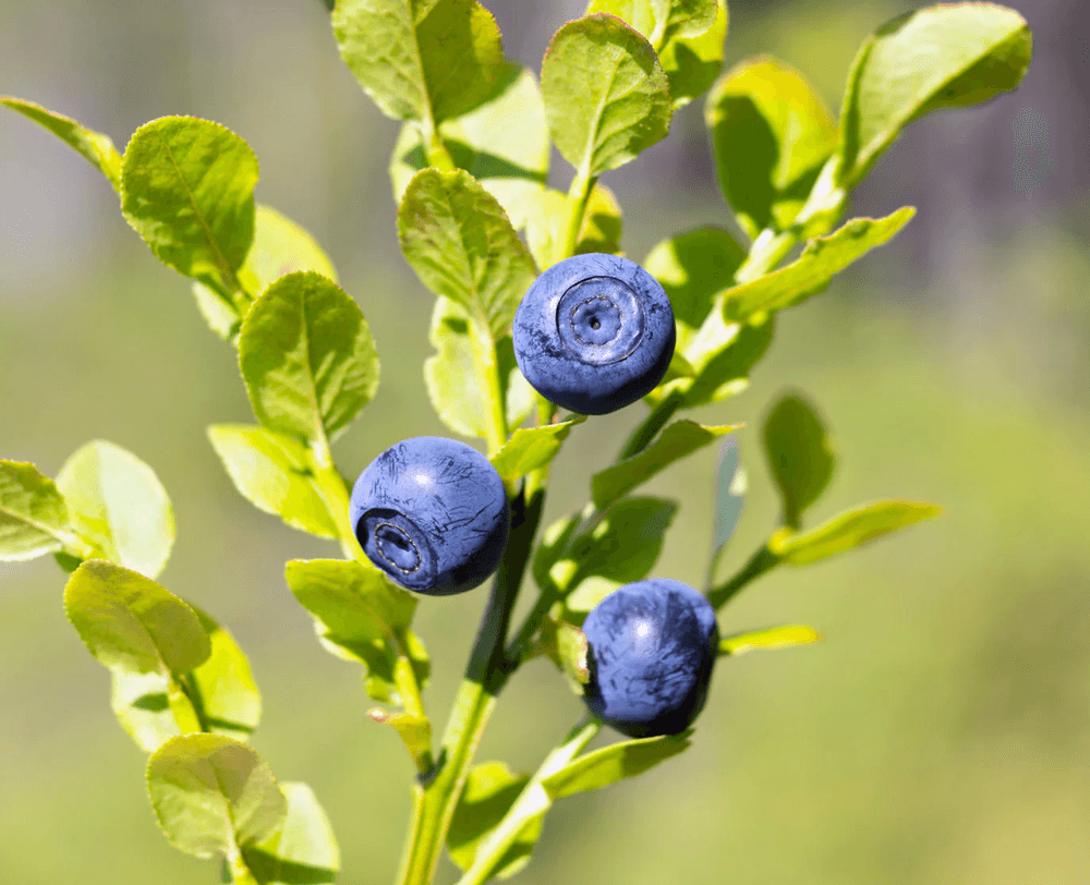 Fresh Mountain Huckleberries - Buy Online | Foraged