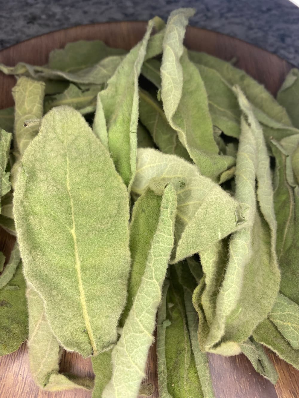 Dried Wild 1st Year Mullein Leaves - Buy Online | Foraged