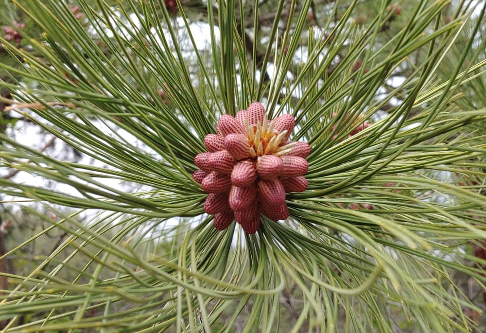 Pollen Cones - Ponderosa Pine - Buy Online | Foraged