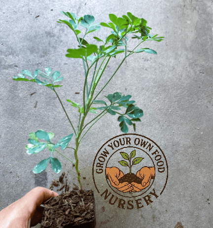 Rue, Ruta Graveolens, Ruda, Rue Herb, Herb of Grace Live Plant - Buy ...