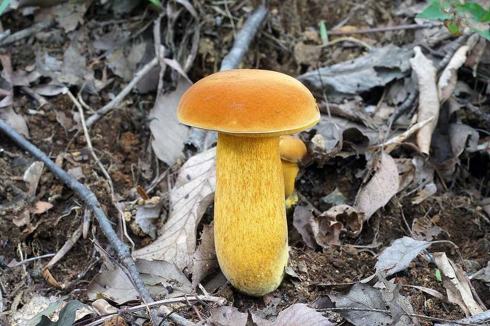 Bolete Blend 1 oz Lot - Buy Online | Foraged