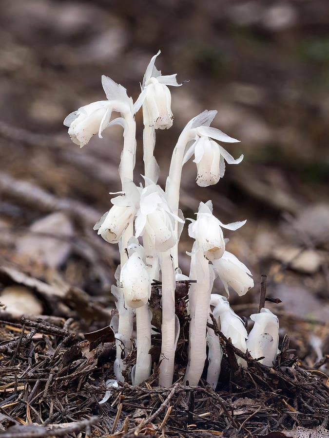 Ghost Pipe Glycerite For Anxiety - Buy Online | Foraged