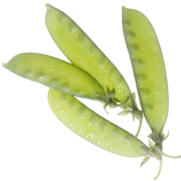 Oregon Giant Snow Pea Peas Stir Fry Seed Packet - Buy Online | Foraged