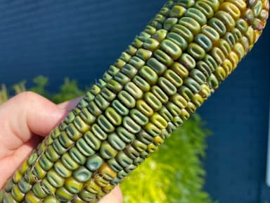 Oaxacan Green Corn Heirloom Mexican Grits Tamales Hominy Masa Cornmeal ...