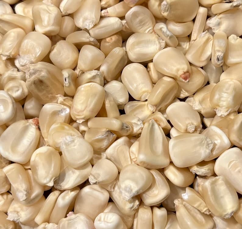White Olotillo Blanco Flour Corn Masa Tortilla Maize 20 Seed Pack - Buy ...