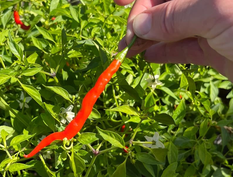 Himo Togarashi Japanese Sweet String Chile Pepper Premium Seed Packet ...
