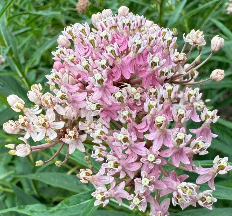 Cinderella Pink Swamp Milkweed Butterfly Weed Asclepias incarnata ...
