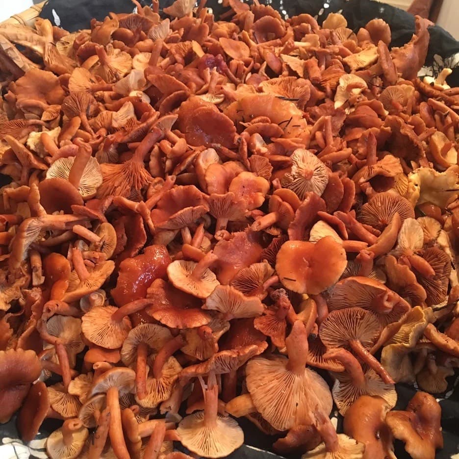 Candy Cap Mushroom BEST SELLER (Lactarius Rubidus) - Buy Online | Foraged