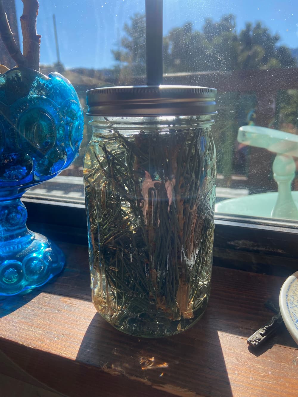 8 oz Wild Foraged Fresh Cut Singleleaf Pinyon Pine (Pinus monophylla ...