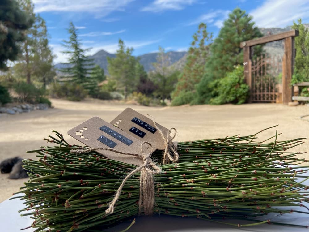 1 lb Wild Foraged Fresh Cut California Mormon Tea (Brigham, Indian Tea ...