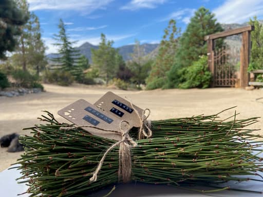 1 lb Wild Foraged Fresh Cut California Mormon Tea (Brigham, Indian Tea ...