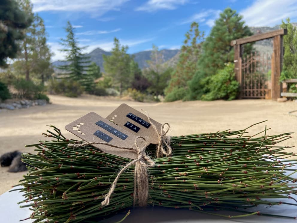 1 lb Wild Foraged Fresh Cut California Mormon Tea (Brigham, Indian Tea ...