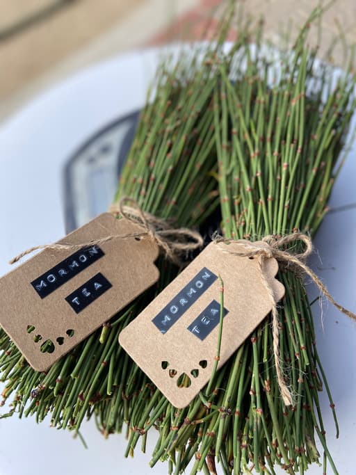 1 lb Wild Foraged Fresh Cut California Mormon Tea (Brigham, Indian Tea ...