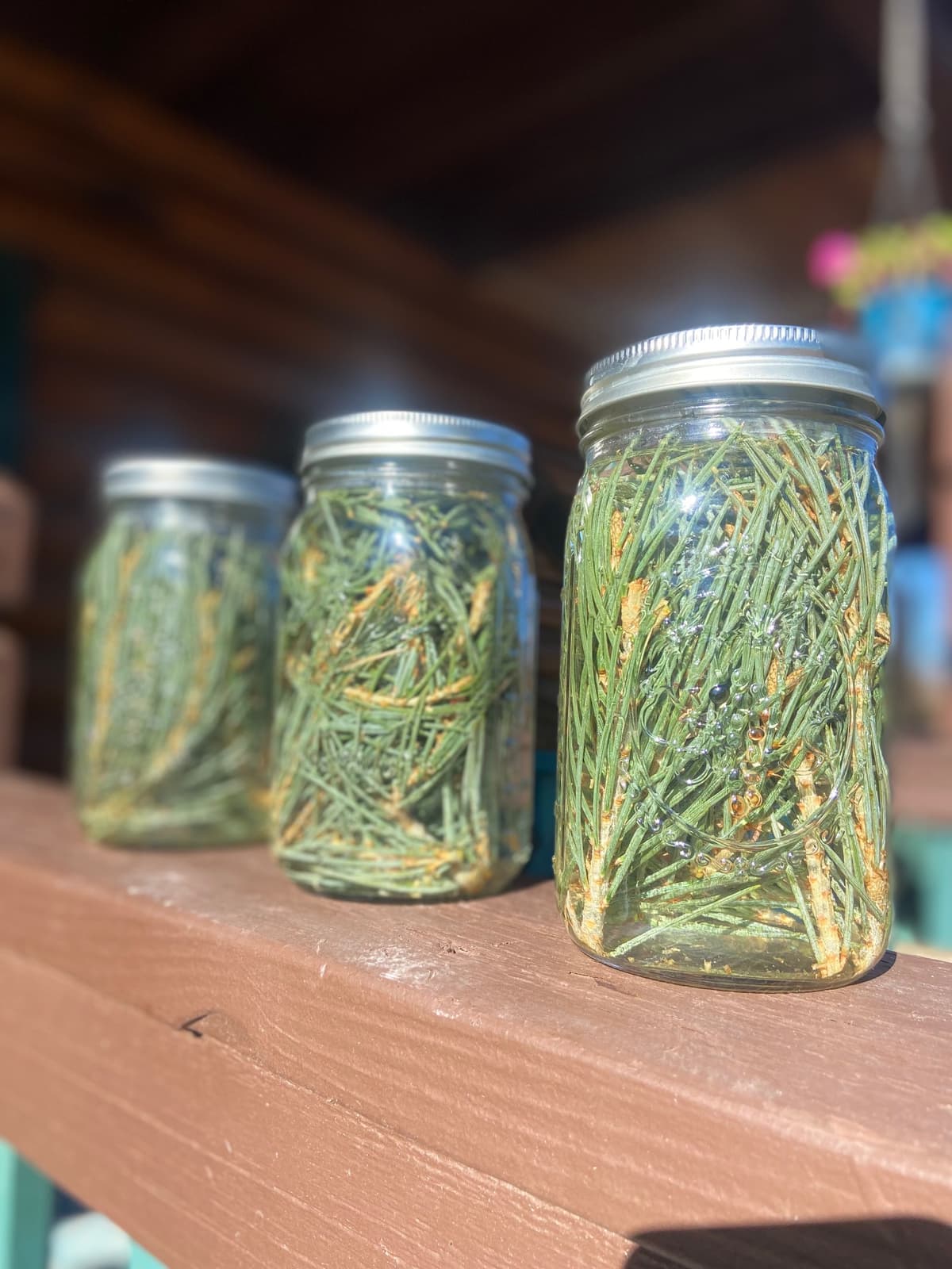 8 oz Wild Foraged Fresh Cut Singleleaf Pinyon Pine (Pinus monophylla ...
