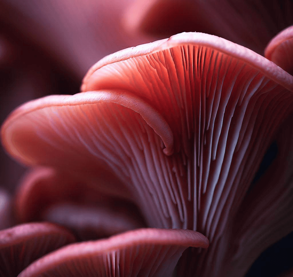 Pink Oyster (Pleurotus Djamor) Mushroom 3-lbs Grain Spawn -TOP GENETICS ...