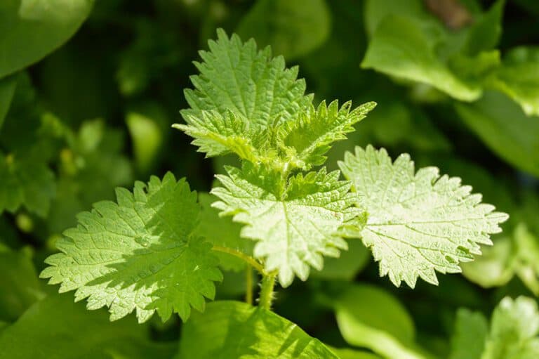 Stinging Nettle Leaf Powder Urtica dioica Wild Crafted - Buy Online ...