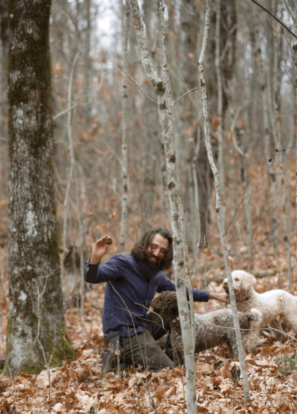 Freeze Dried Blue Ridge Truffles Dog Harvested Truffles from the wilds ...