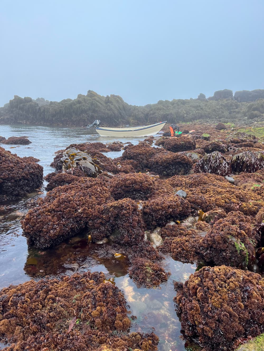 Sea Moss - Buy Online | Foraged